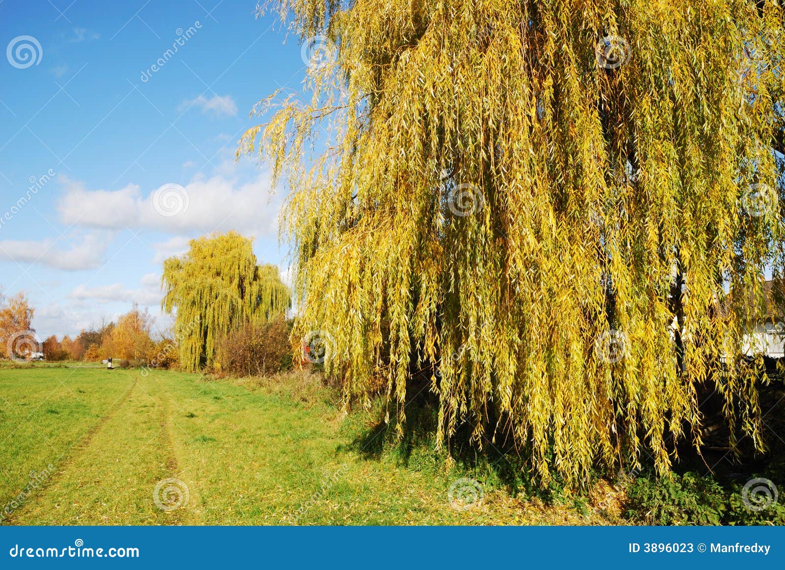 Weeping Willow stock image. Image of countryside, weeping - 3896023