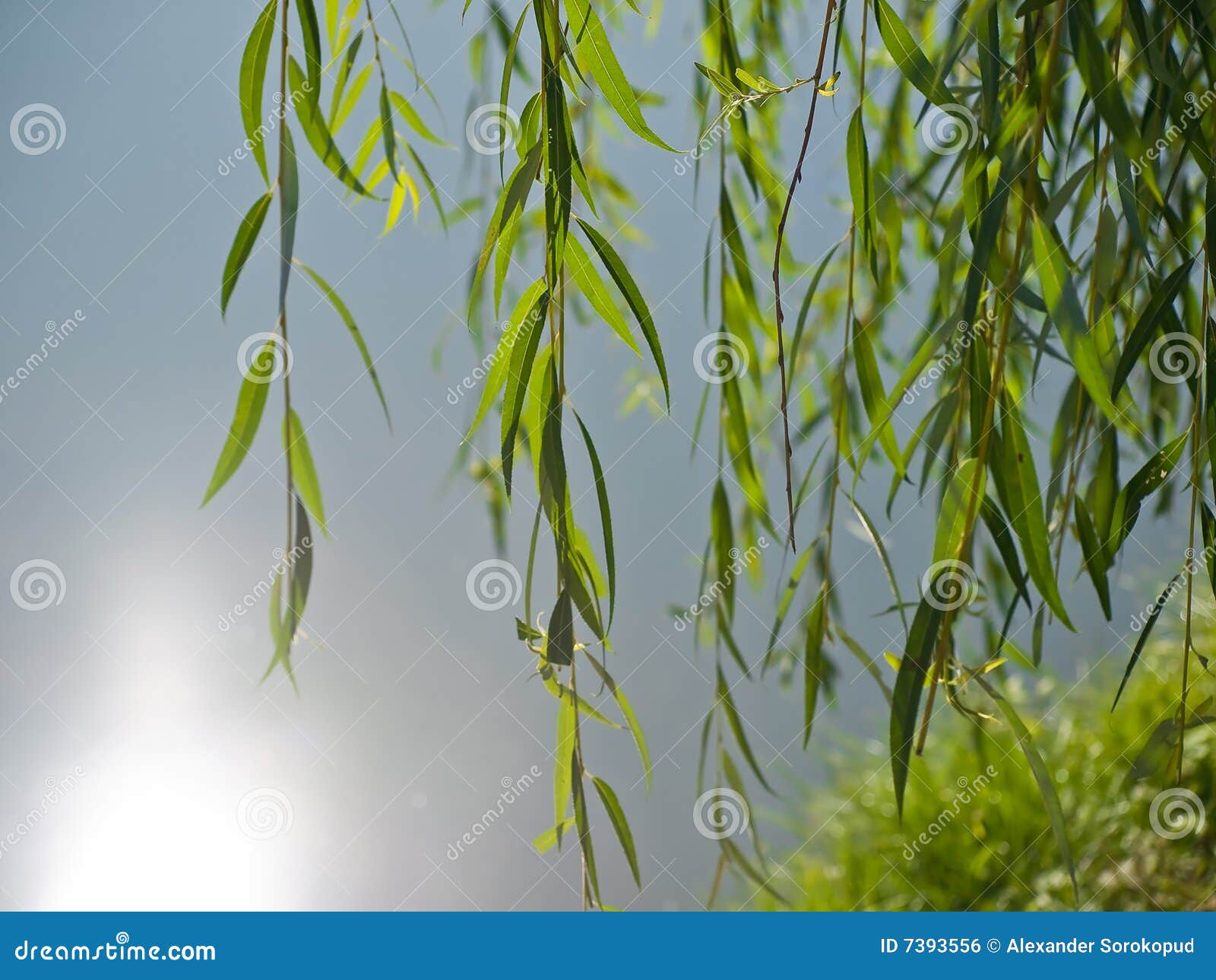 Weeping willow stock photo. Image of nature, weeping, droop - 7393556