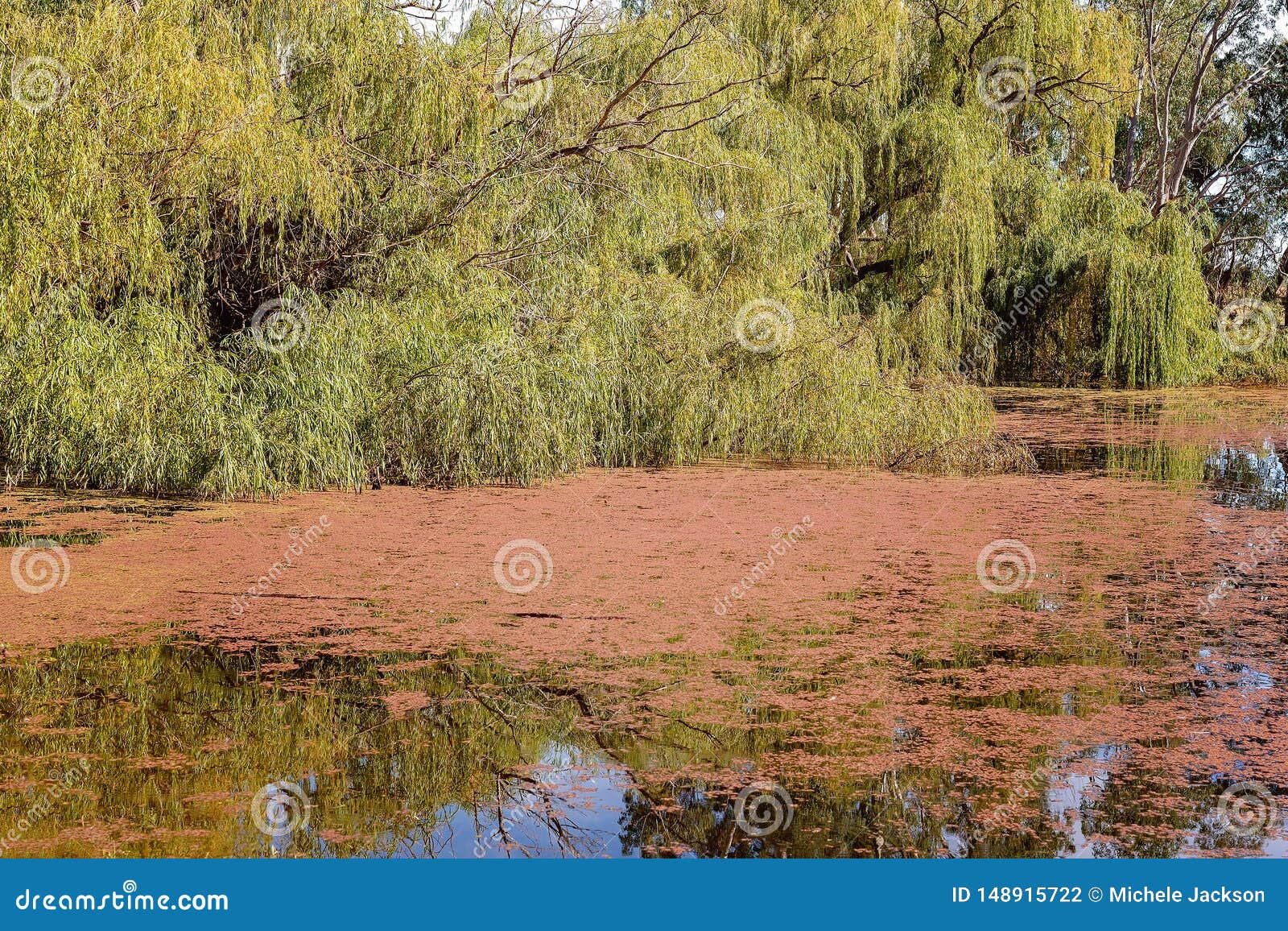 Weeping Willow Tree and Weeds on a River Stock Photo - Image of ...
