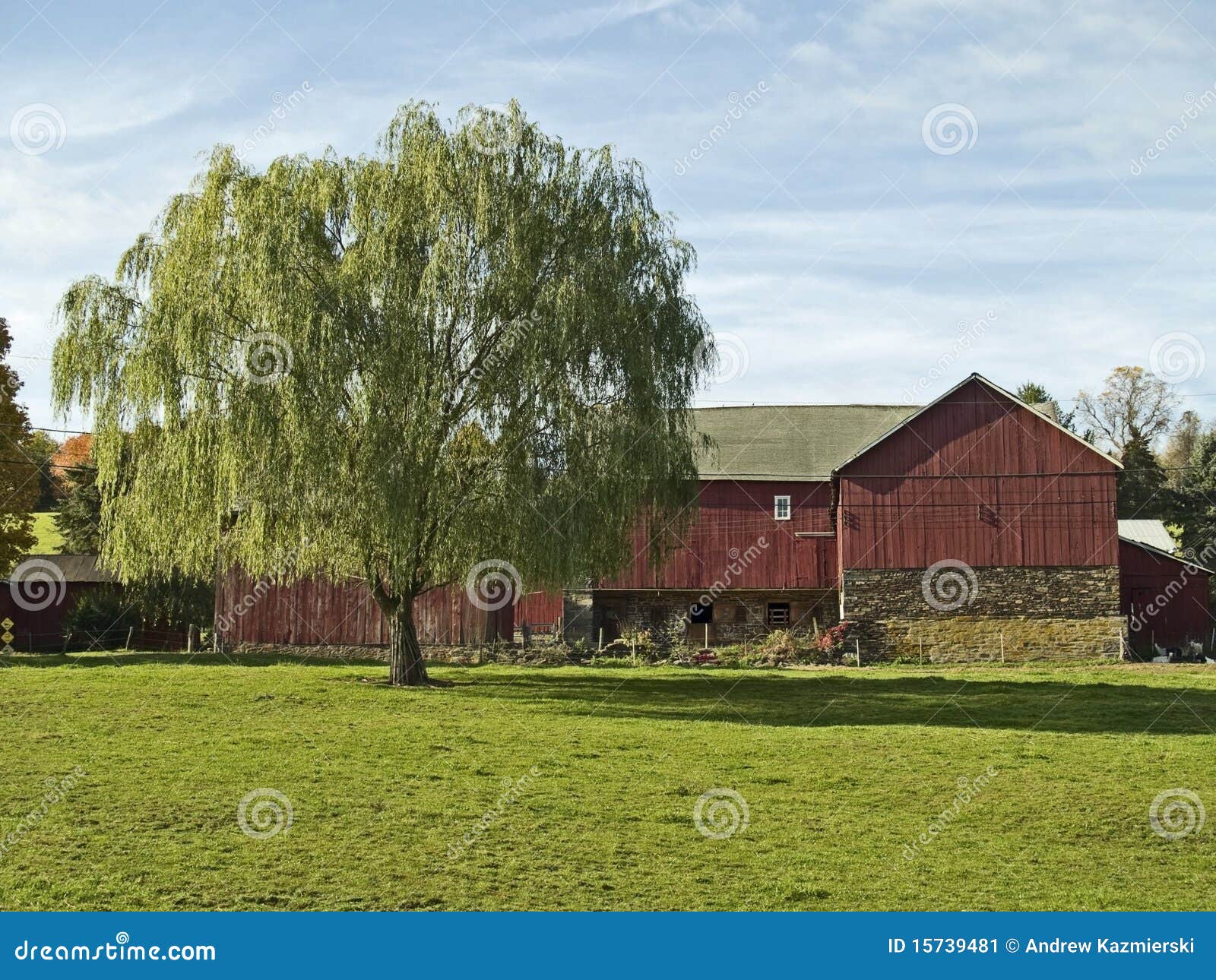 Weeping Willow and Barn stock image. Image of seasons - 15739481