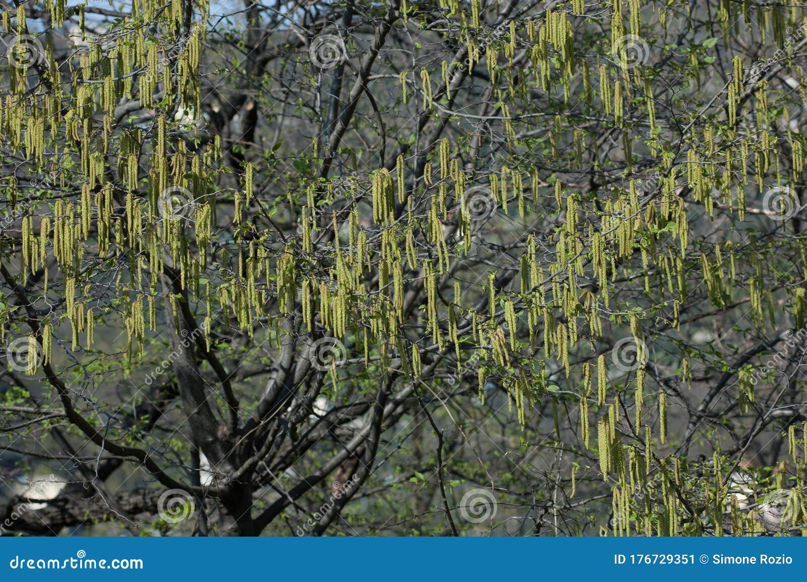 Weeping willow stock image. Image of pond, plant, beauty - 176729351