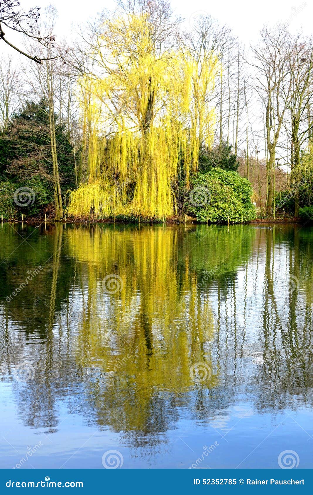 Weeping willow stock image. Image of river, outdoor, light - 52352785