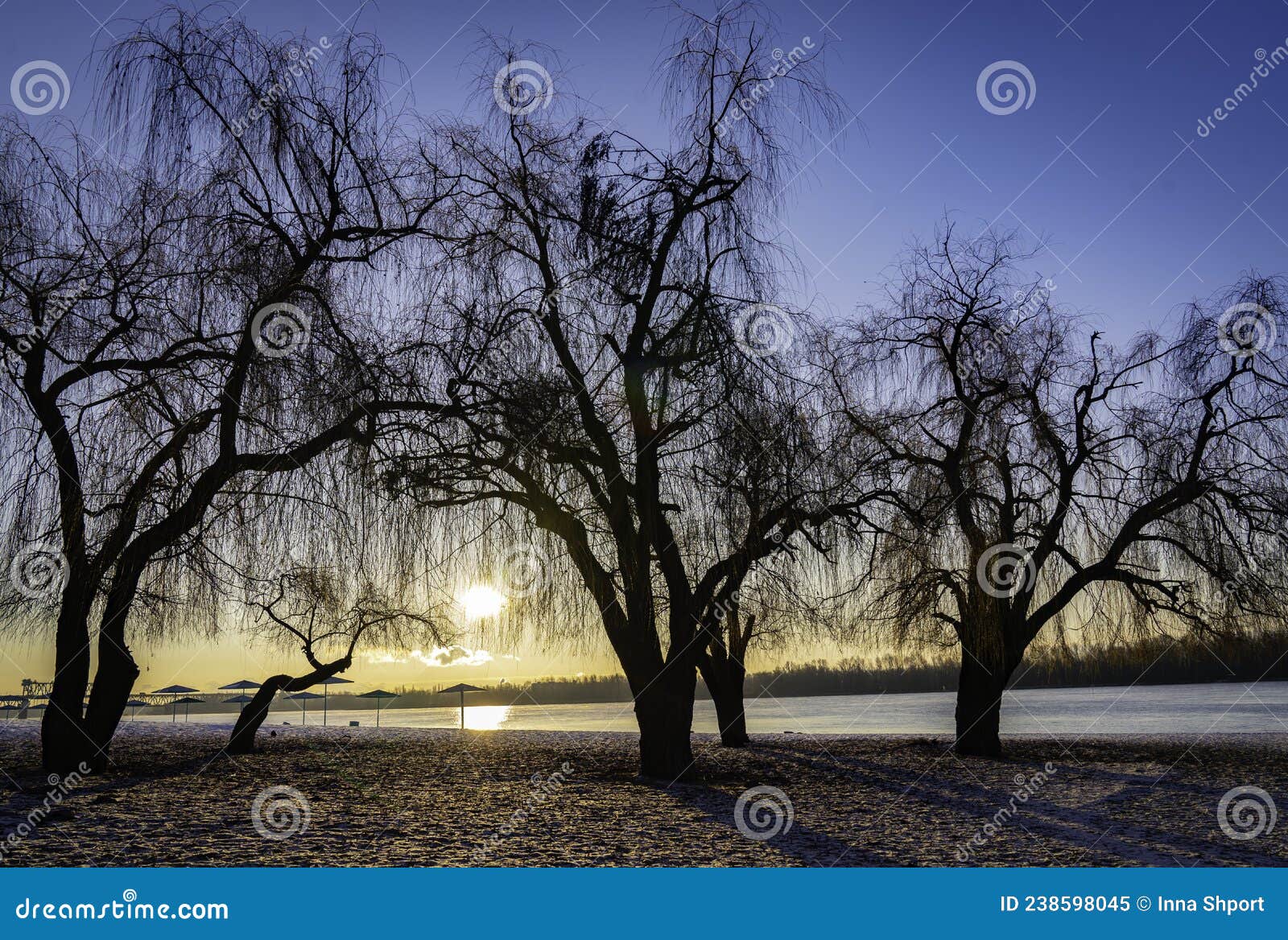 Weeping Willow Branches on the River Bank in the Sun Stock Image ...