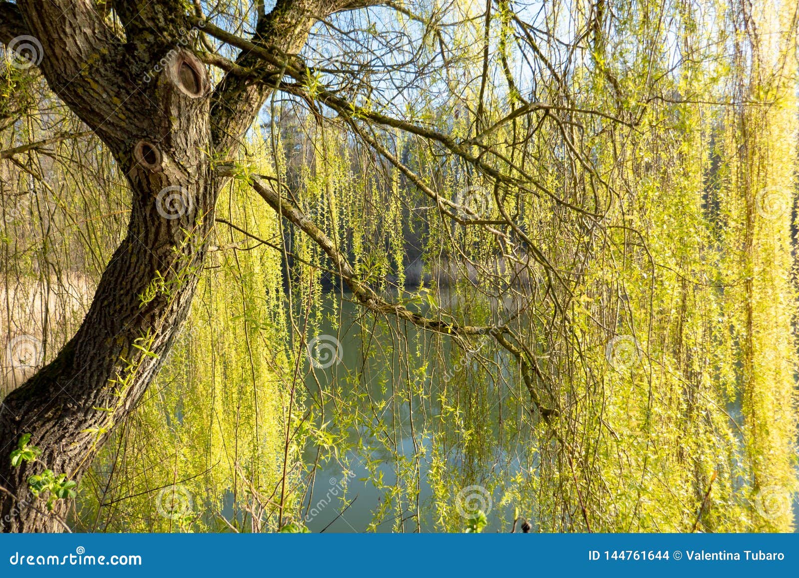 Weeping Willow Branches in Spring Stock Photo - Image of leaf, trunk ...