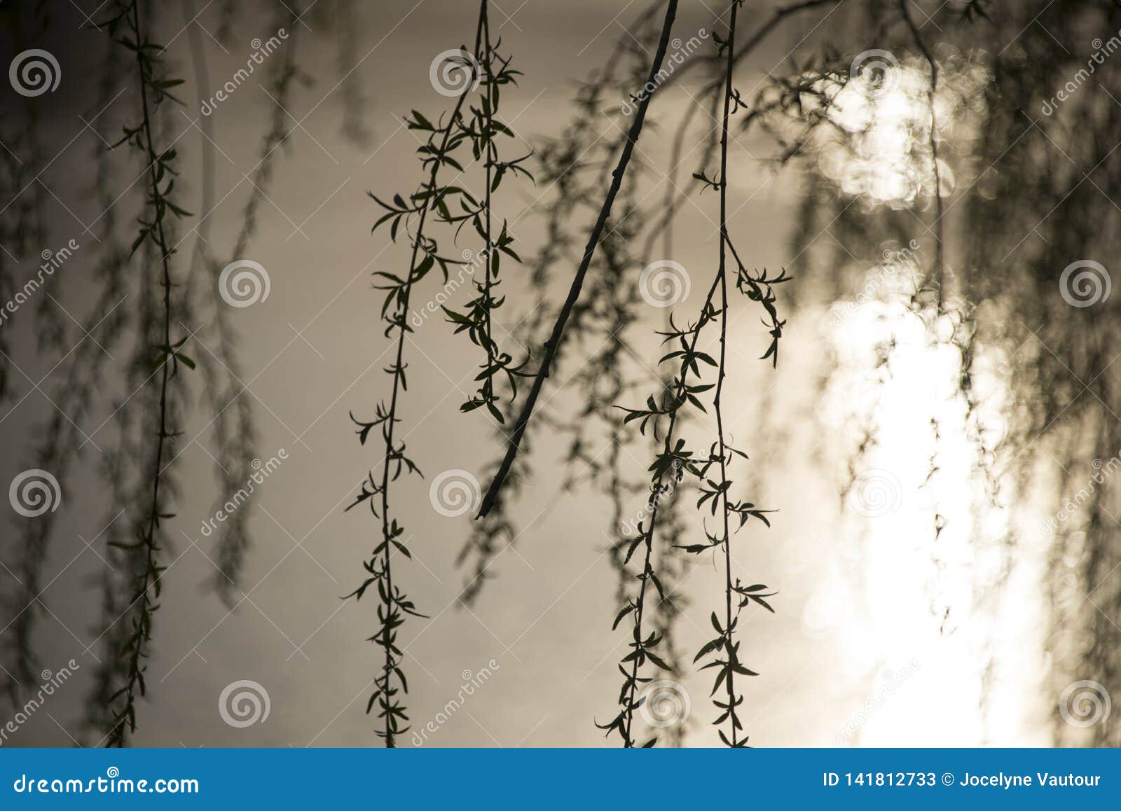 Weeping Willow Branches Swaying in the Breeze Stock Image - Image of ...