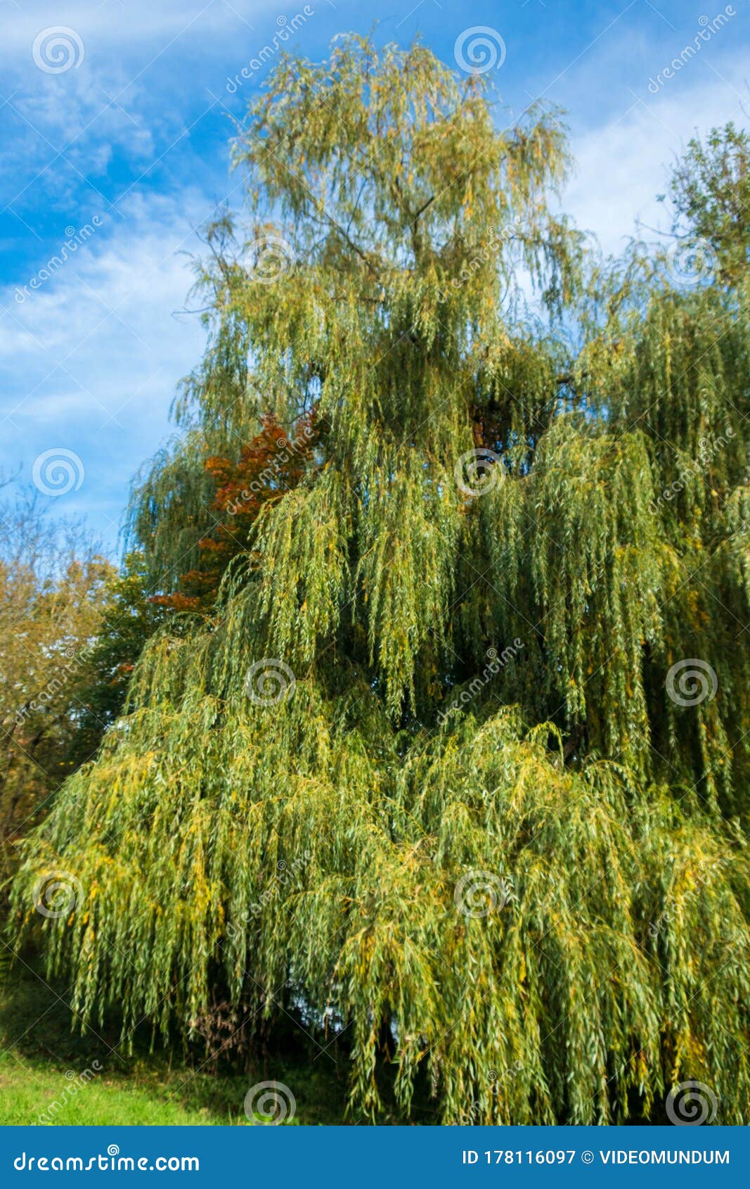 Lush Green Weeping Willow in Summer Stock Image - Image of abundance ...