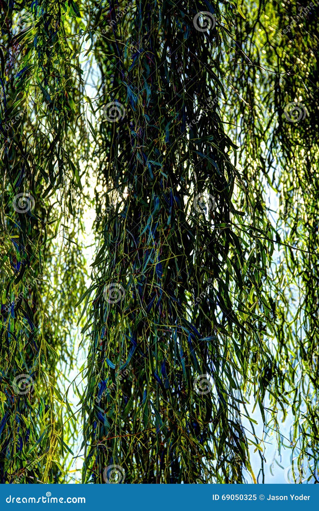 Dynamic Row Of Weeping Willow Trees Surrounded By Royalty-Free Stock ...