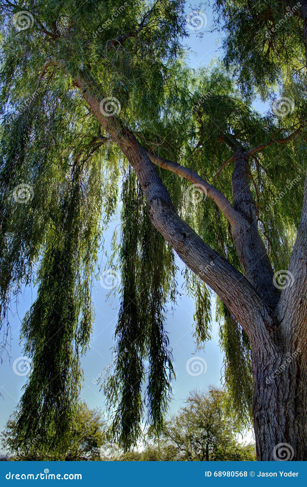 Dynamic Row Of Weeping Willow Trees Surrounded By Royalty-Free Stock ...