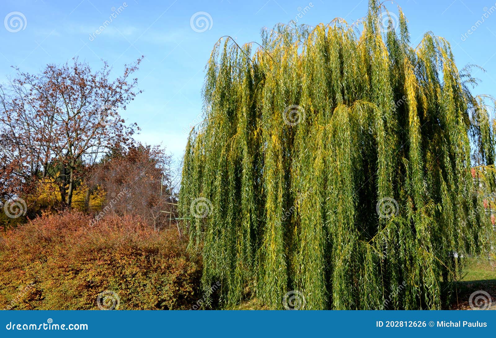 The Weeping Willow is a Deciduous Deciduous Tree and Grows in an Arch ...