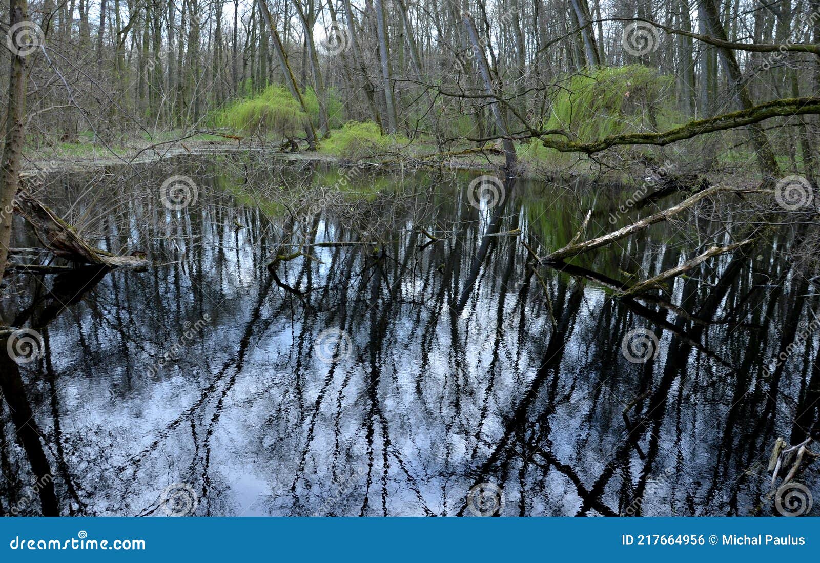 The Weeping Willow is a Deciduous Deciduous Tree and Grows in an Arch ...