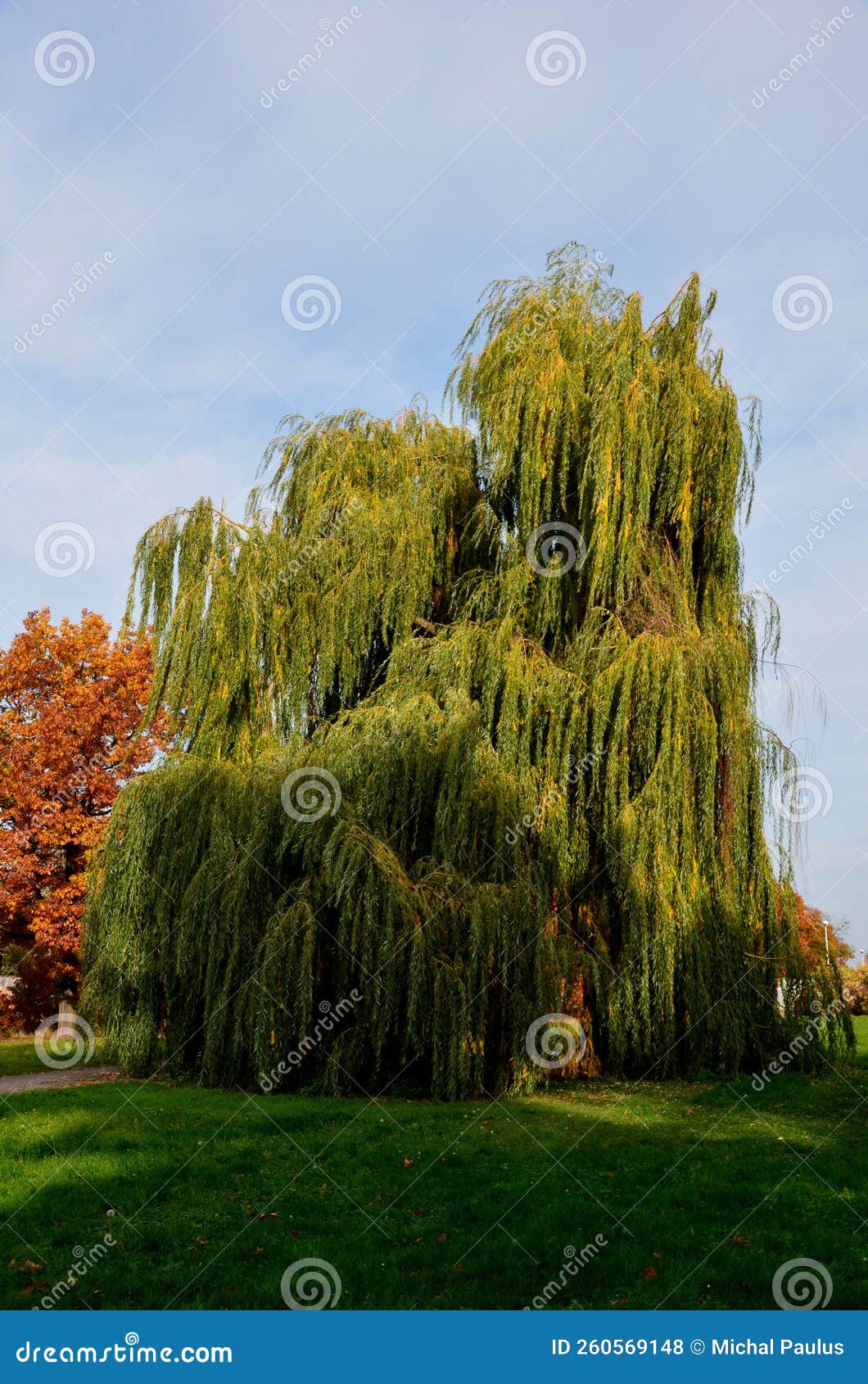 The Weeping Willow is a Deciduous Deciduous Tree and Grows in an Arch ...