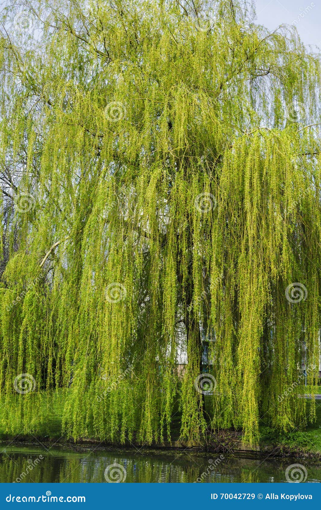 Weeping Willow in Early Spring Stock Image - Image of lush, willow ...