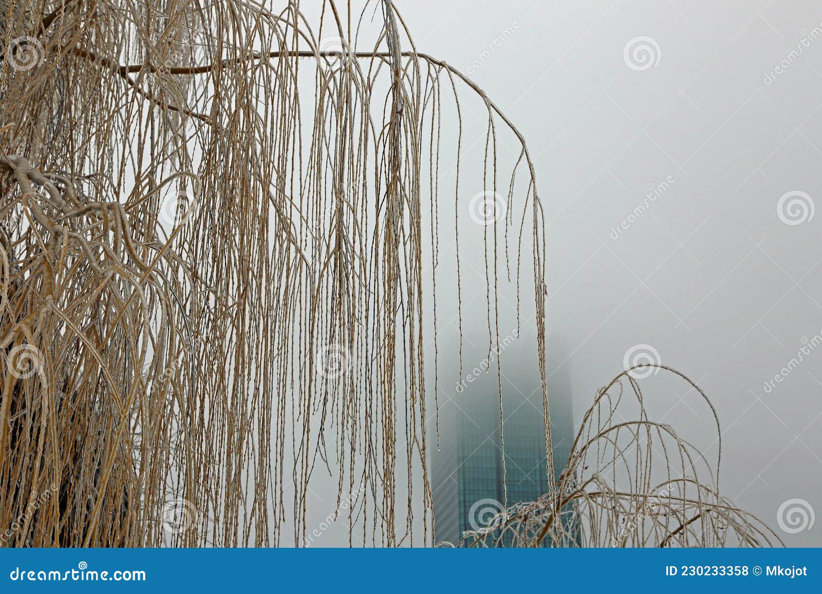 Weeping willow stock photo. Image of ohio, scenery, branch - 230233358