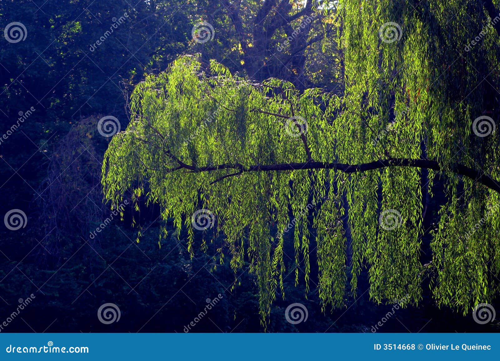 Weeping Willow Hanging Branch Stock Photo - Image of diffusion, tree ...