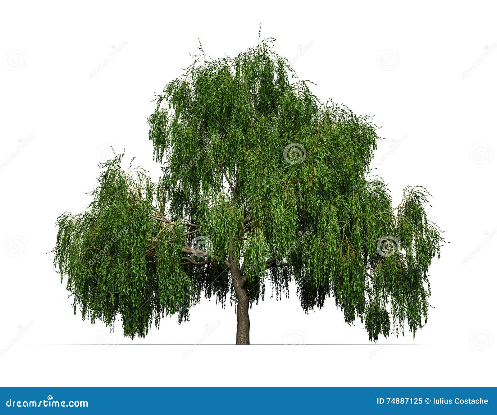 Weeping Willow Cartoons, Illustrations & Vector Stock Images - 156 ...