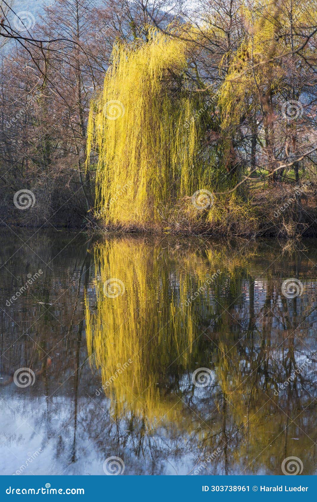 Weeping Willow Near the Pond Stock Image - Image of willow, pond: 303738961