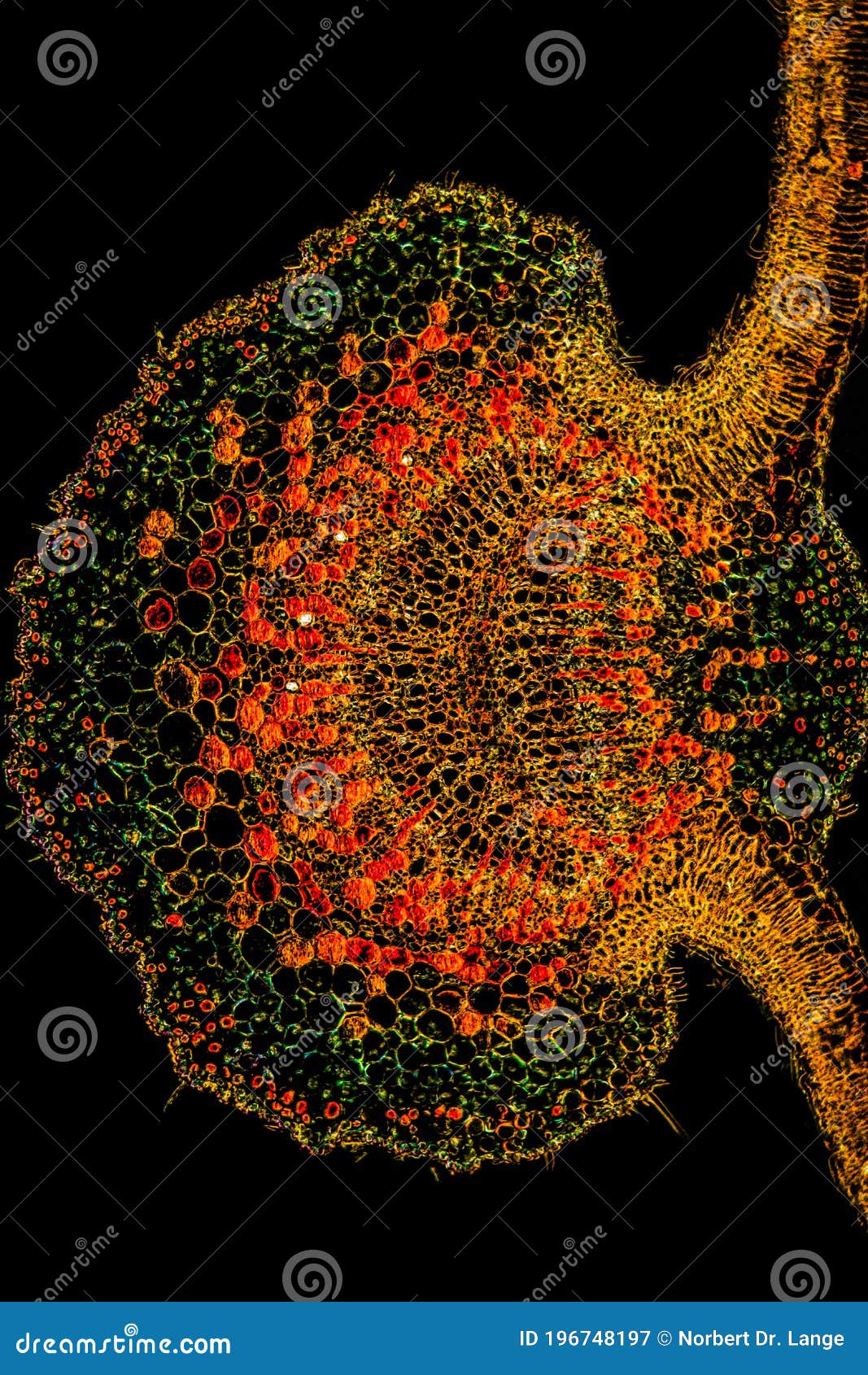 Weeping willow leaf stock image. Image of botany, cells - 196748197