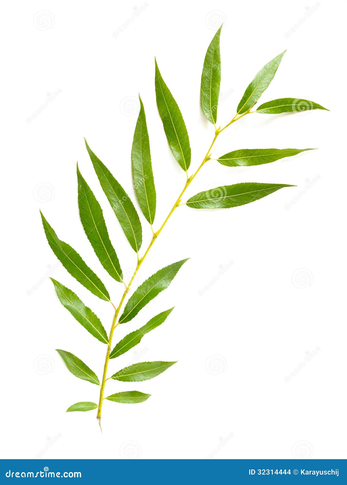 Weeping Willow Leaf stock photo. Image of isolated, color - 32314444
