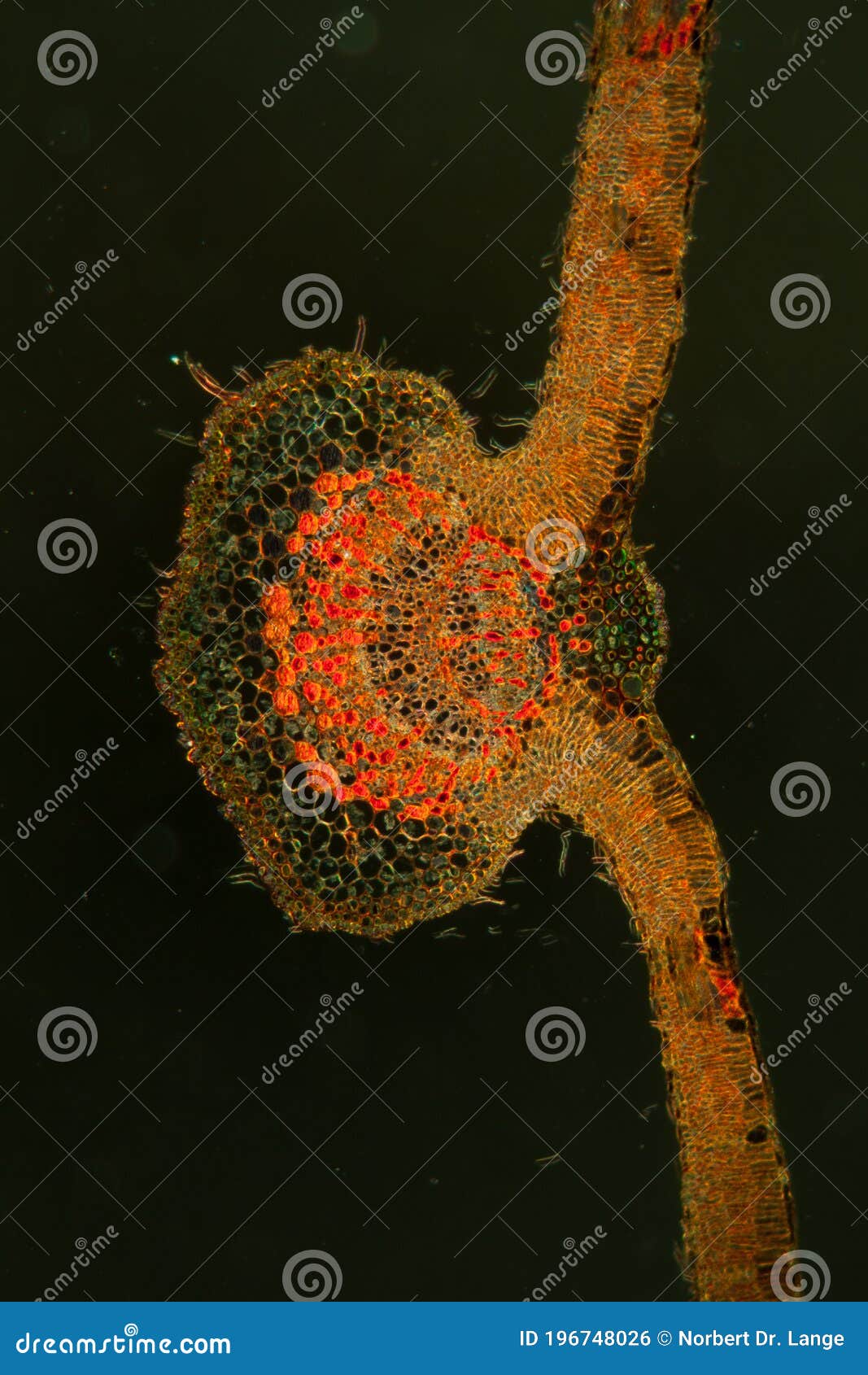 Weeping willow leaf stock photo. Image of colorful, cells - 196748026