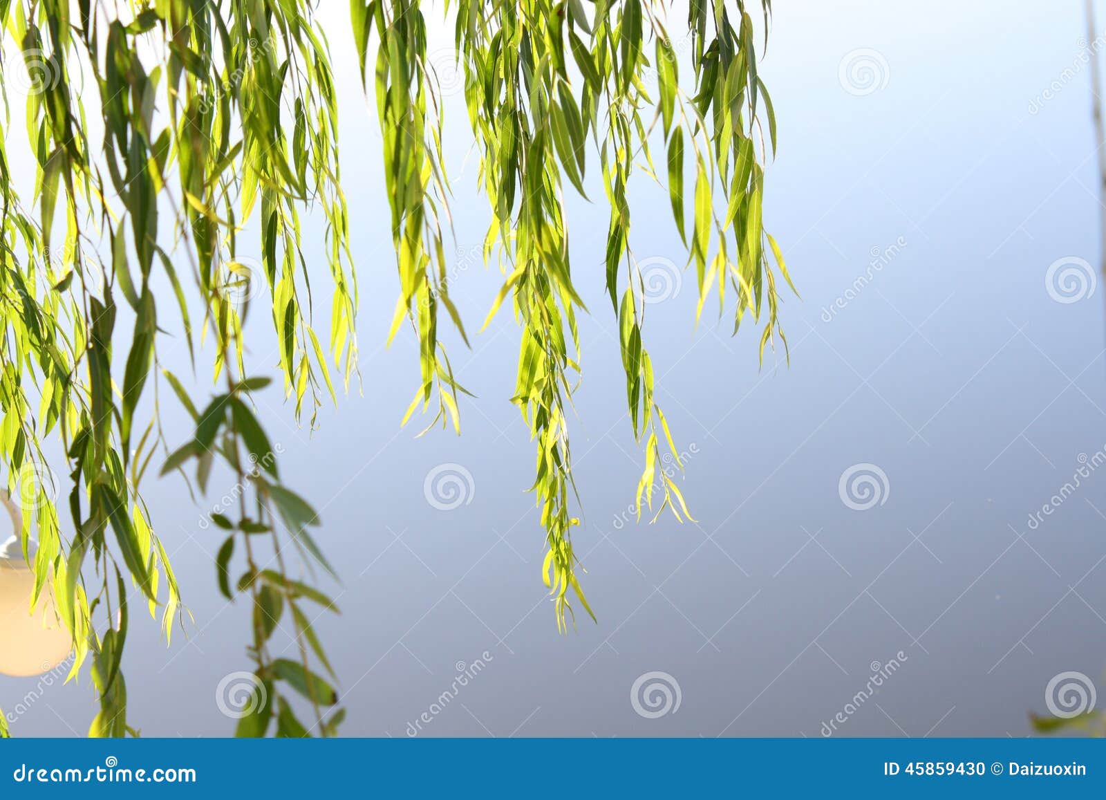 Weeping Willow Leaves Stock Photo - Image: 45859430
