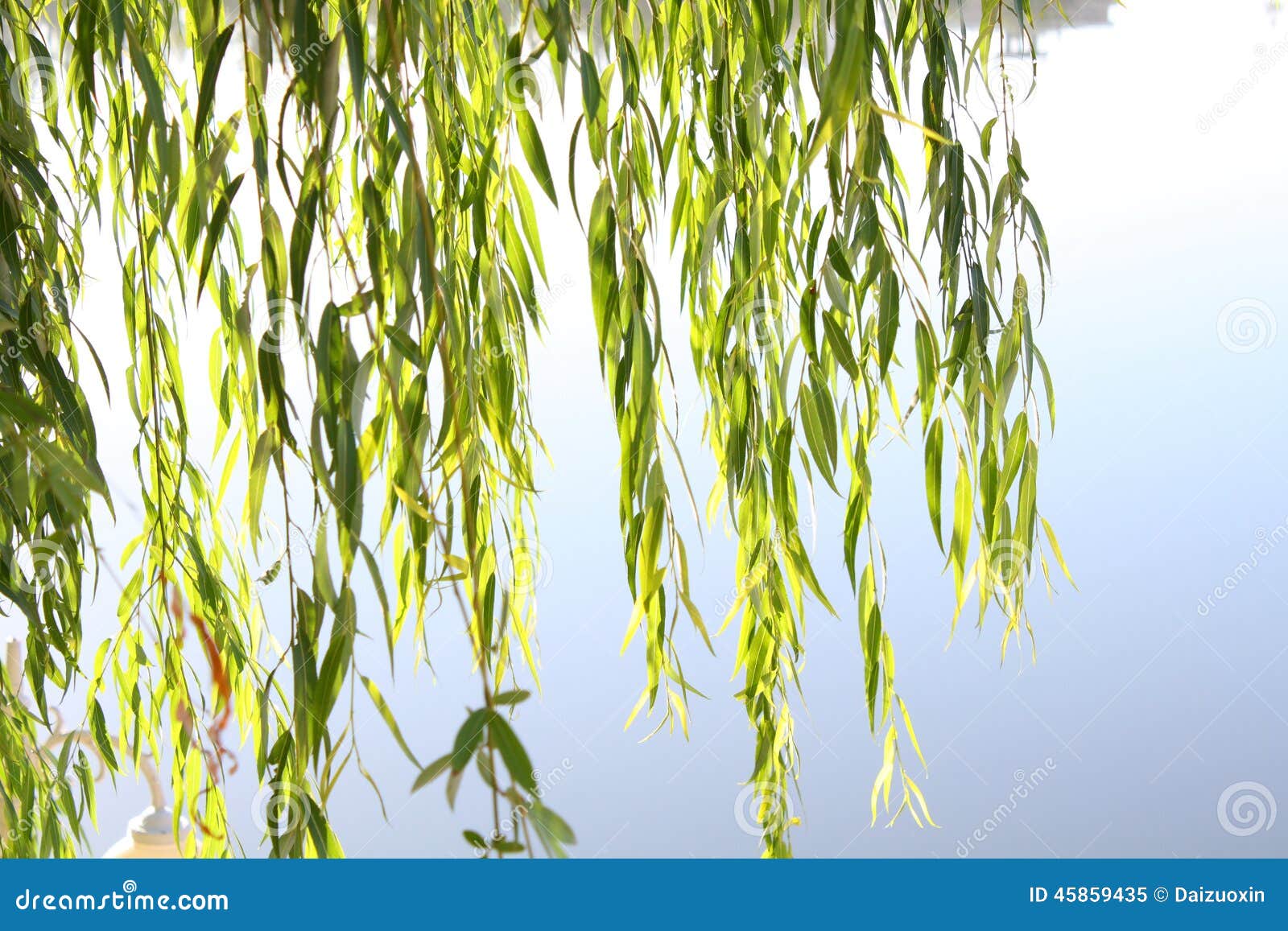 Weeping willow leaves stock image. Image of twig, branch - 45859435