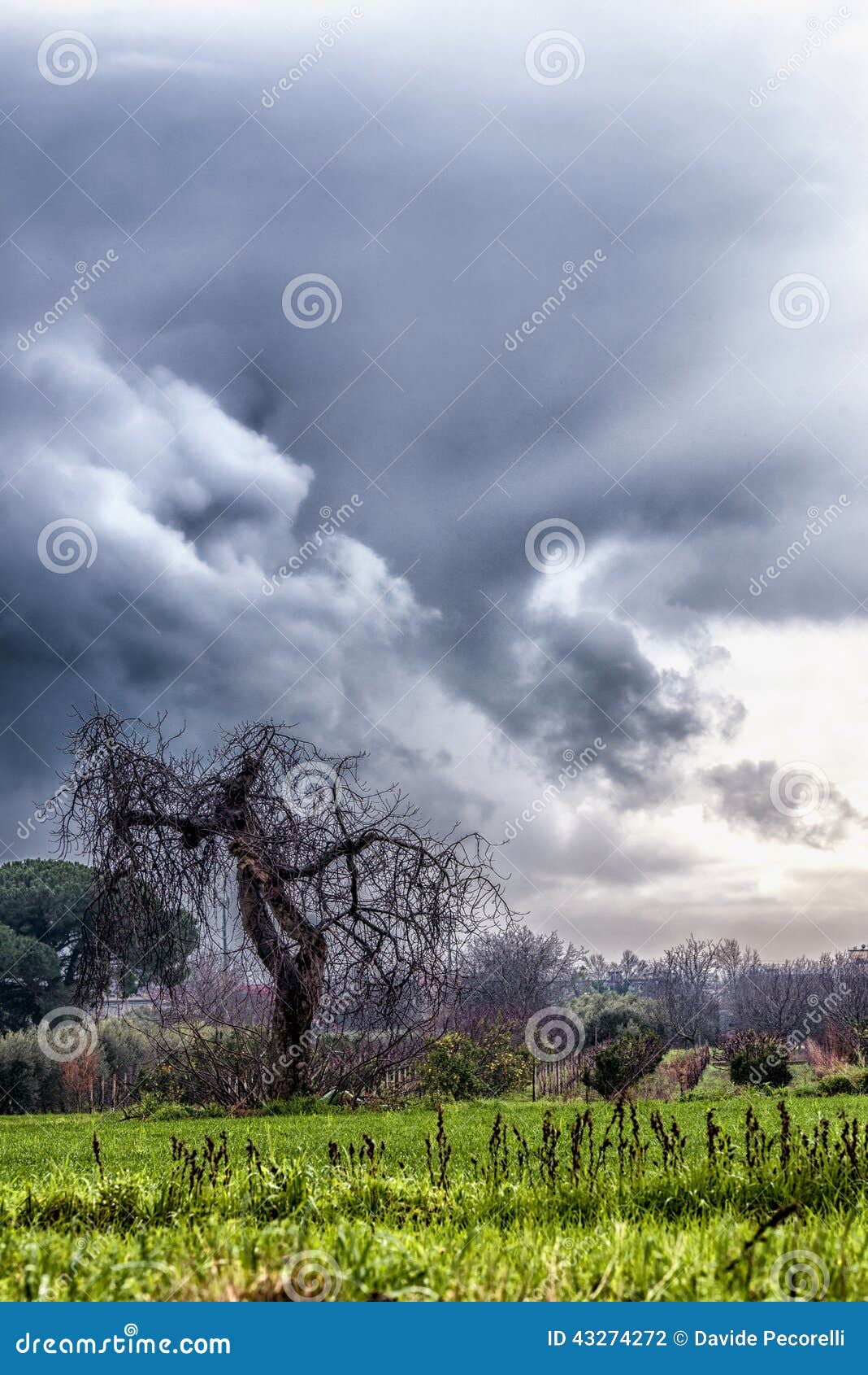 Weeping Willow stock photo. Image of cloudscape, summer - 43274272