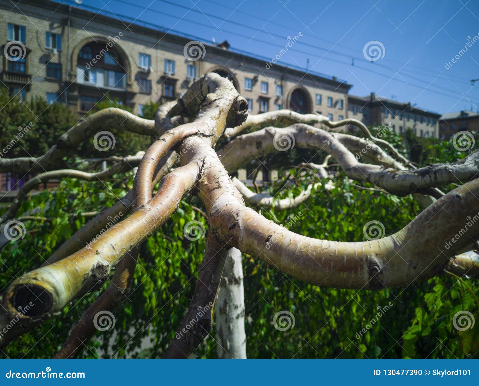 145-Weeping Willow stock photo. Image of lawn, outdoors - 130477390
