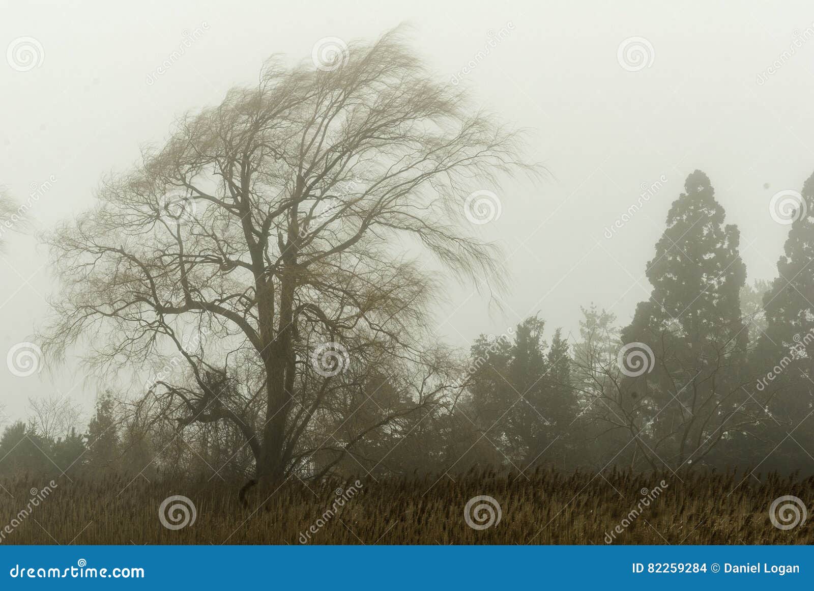 Weeping willow in mist stock photo. Image of shrouded - 82259284