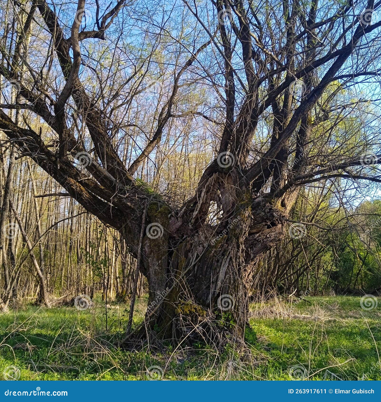 A Pendulous Willow Leaved Pear Tree (pyrus Salicifolia - Pendula) Forms ...