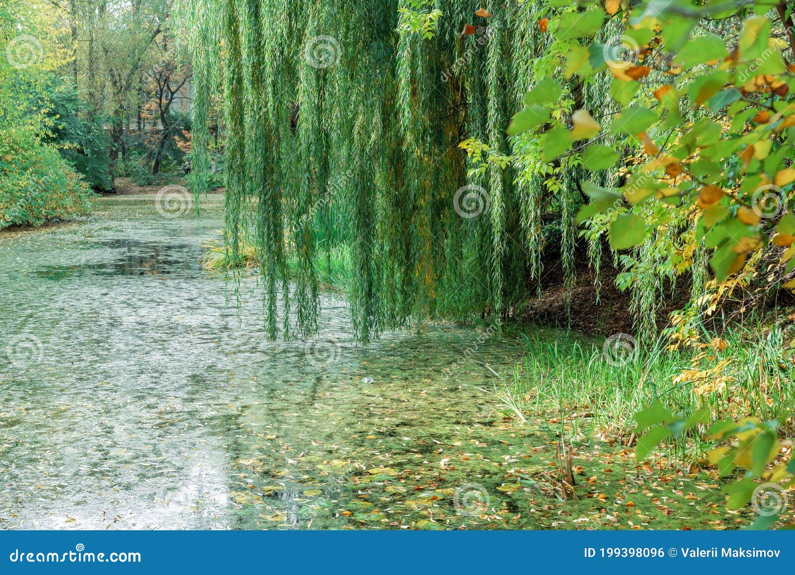 Weeping Willow Over the Lake in the Autumn Park Stock Photo - Image of ...