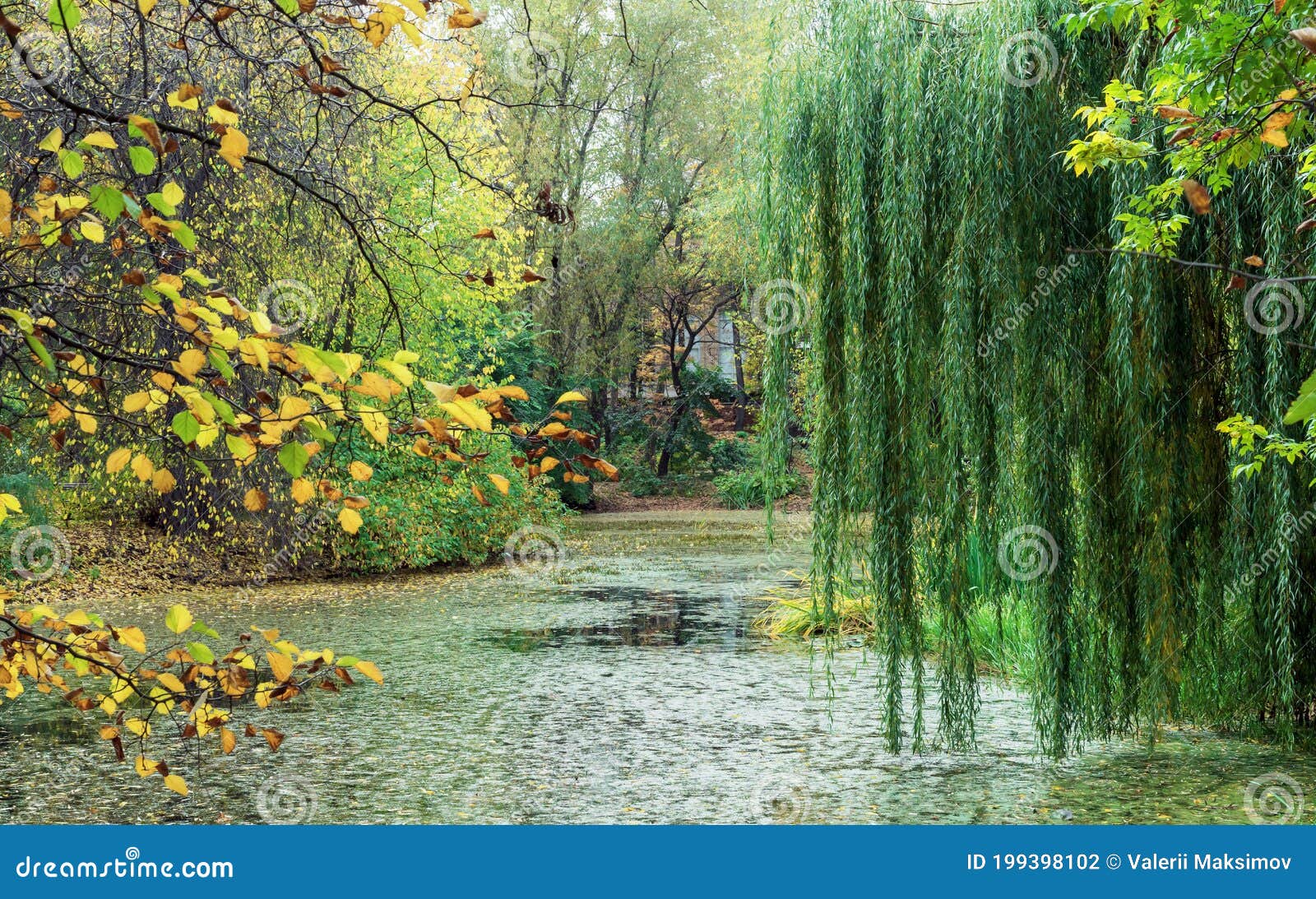 Weeping Willow Over the Lake in the Autumn Park Stock Photo - Image of ...