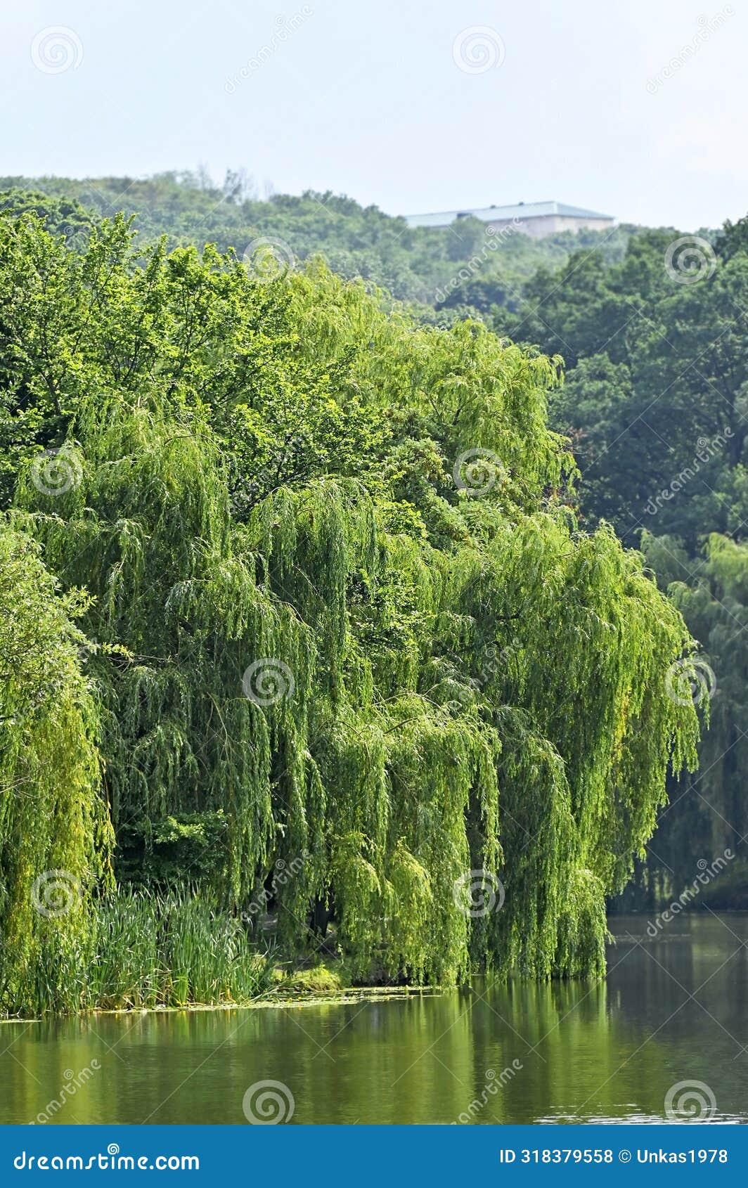 Weeping willow over lake stock photo. Image of leaves - 318379558