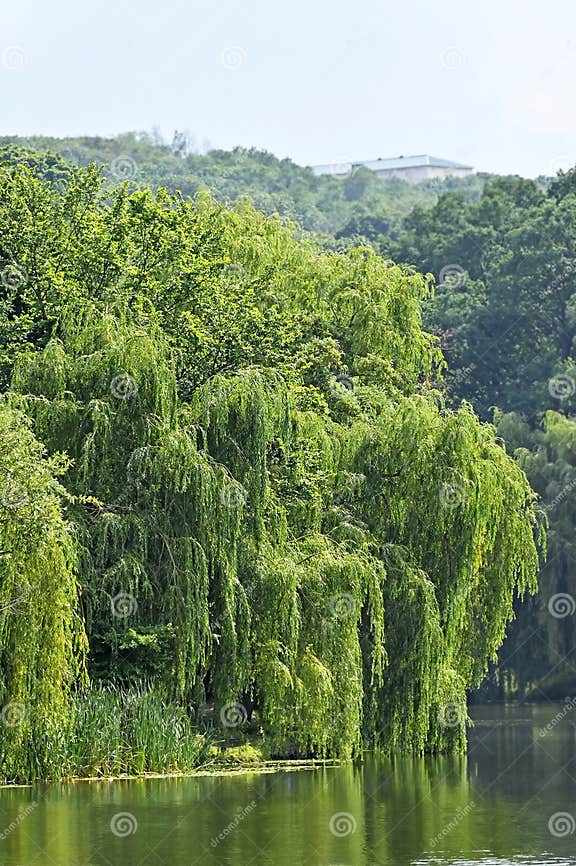 Weeping willow over lake stock photo. Image of leaves - 318379558
