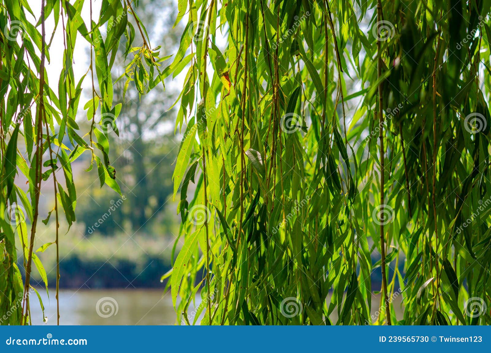 Weeping Willow Over the River. Green Leaves on a Blurred Background ...