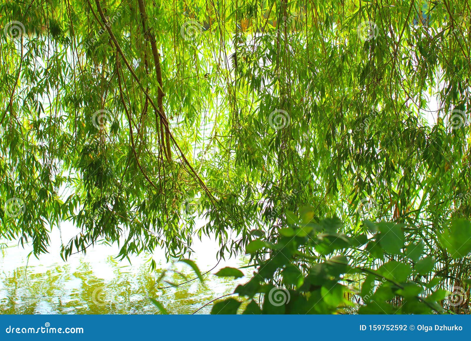 Weeping Willow Over the Water in the Sun Stock Photo - Image of garden ...