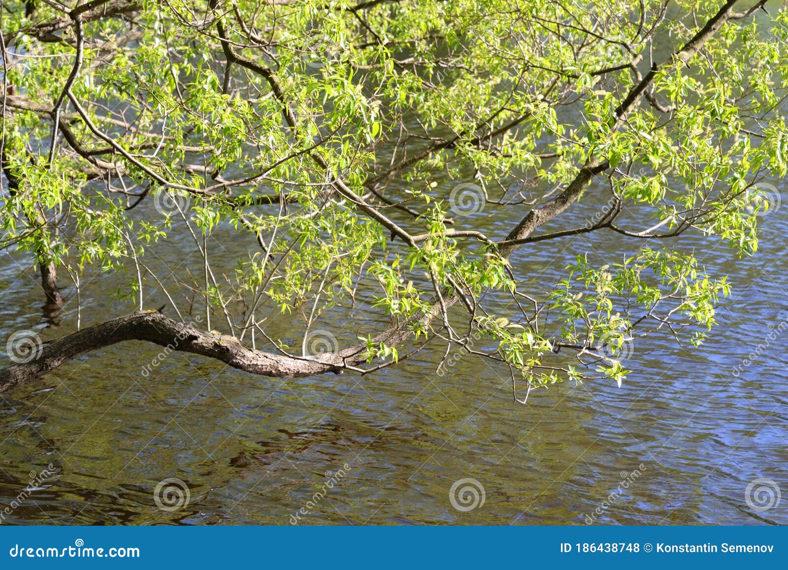 Weeping Willow Over the Water Stock Photo - Image of rural, scenic ...