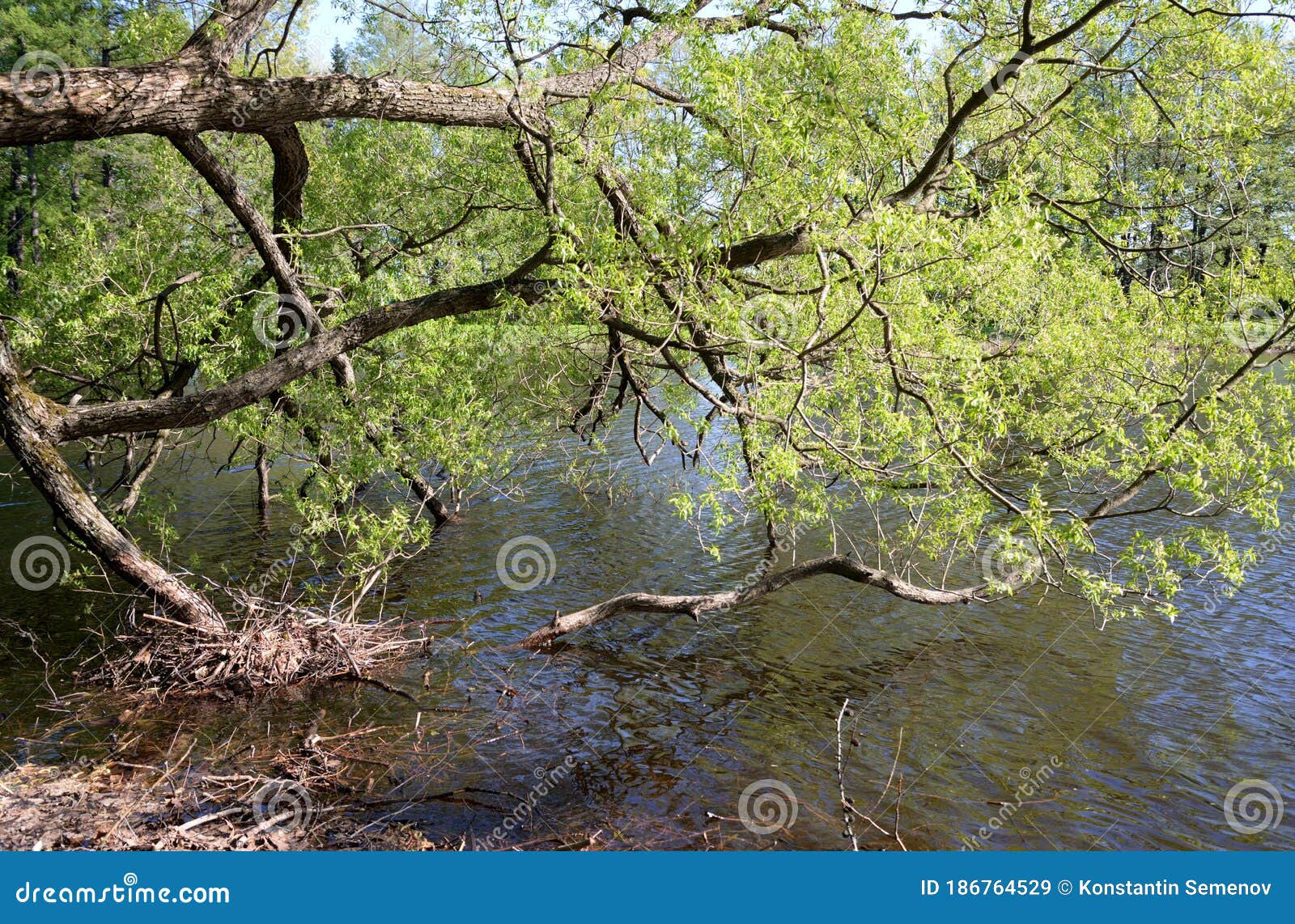 Weeping Willow Over the Water Stock Image - Image of botanical ...
