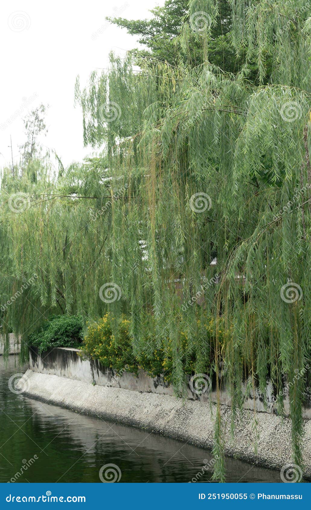 Weeping Willow,palm , Ivory Coast Almond Tree Stock Image - Image of ...
