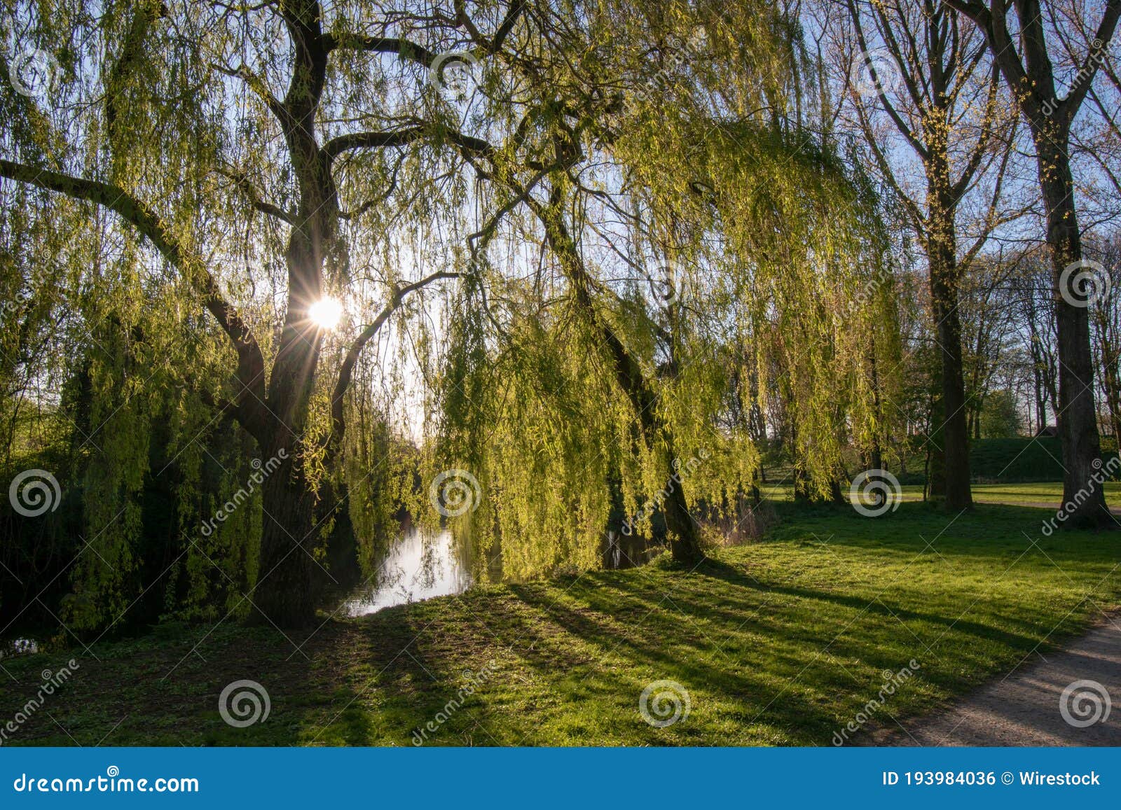 Weeping Willow by the Park Pond in Sunlight Stock Photo - Image of ...