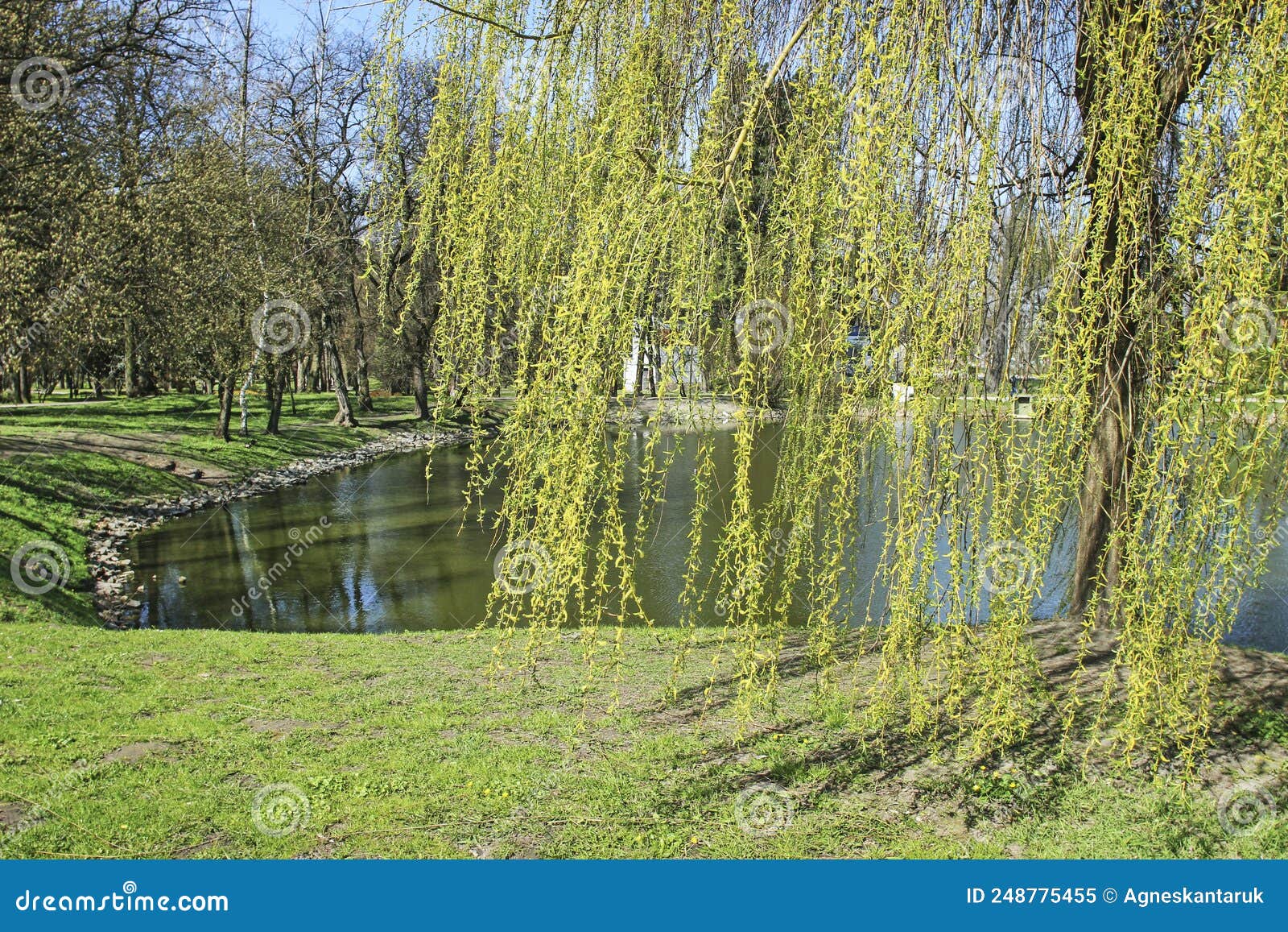 Weeping willow in the park stock image. Image of landscape - 248775455