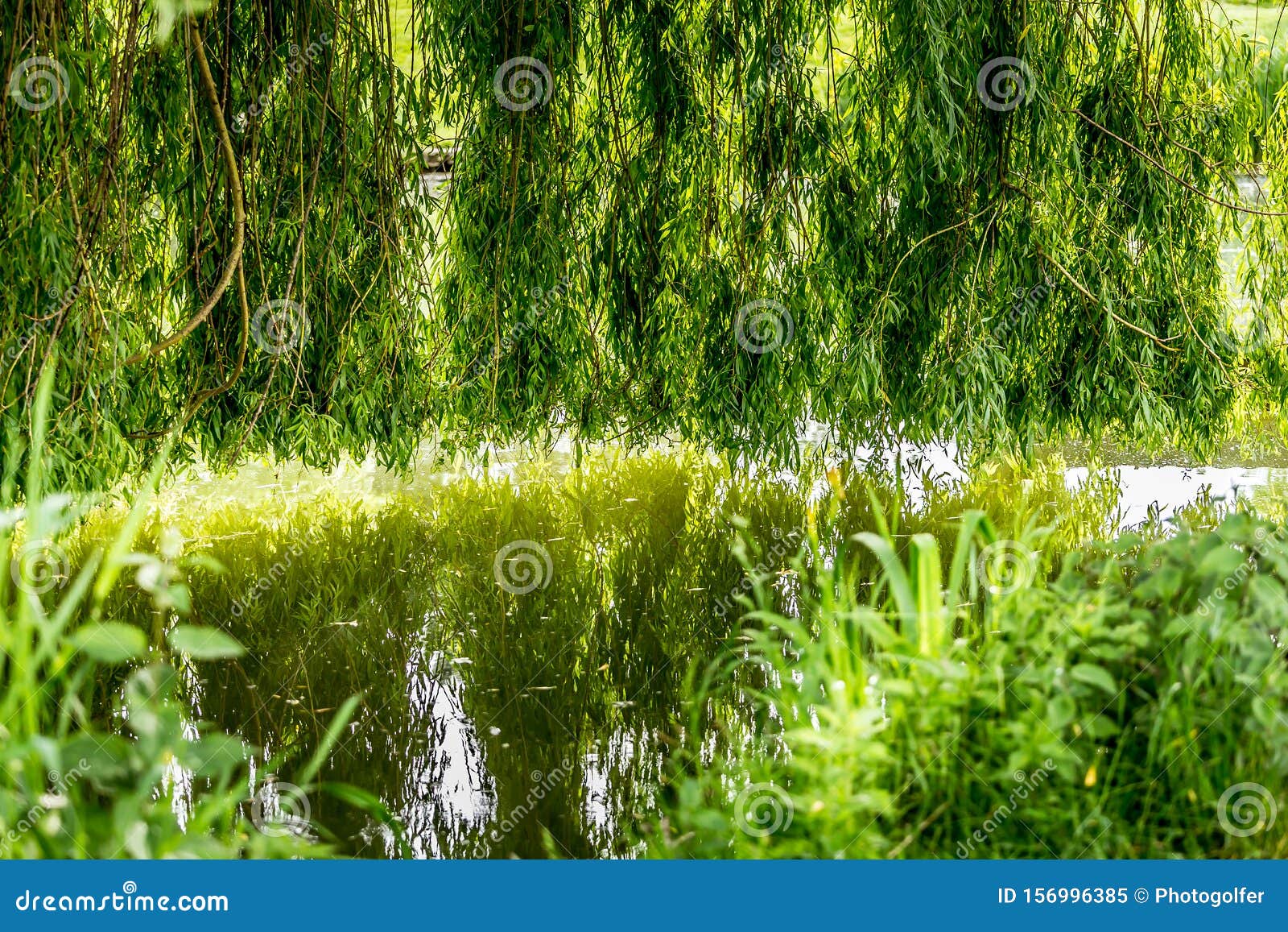 Weeping Willow on a Pond in Santeny Stock Image - Image of lake, green ...