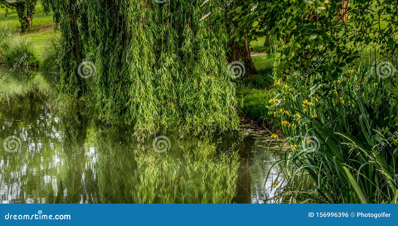 Weeping Willow on a Pond in Santeny Stock Photo - Image of green ...