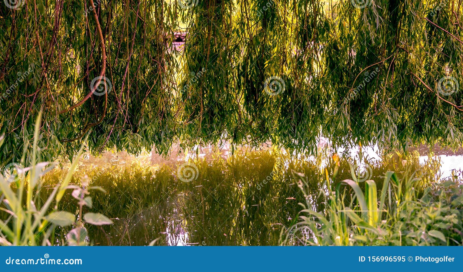 Weeping Willow on a Pond in Santeny Stock Image - Image of nature, tree ...