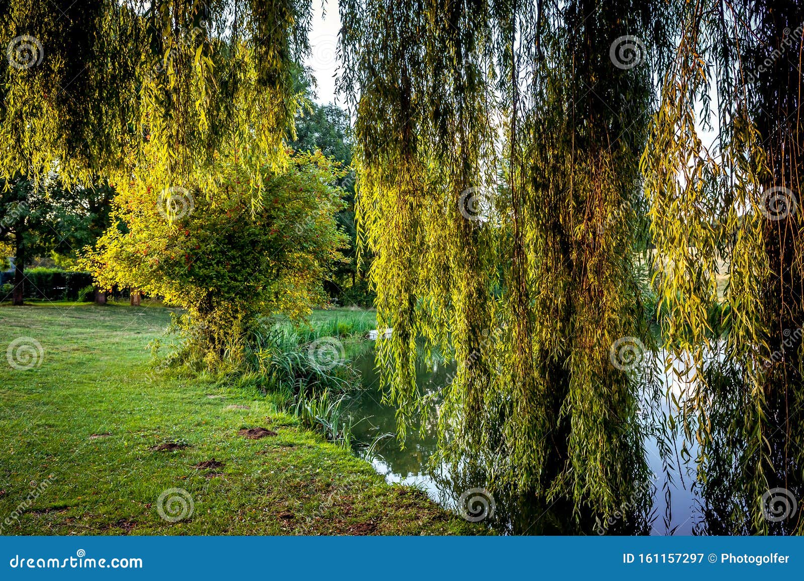 Weeping Willow on a Pond, France Stock Image - Image of foliage ...