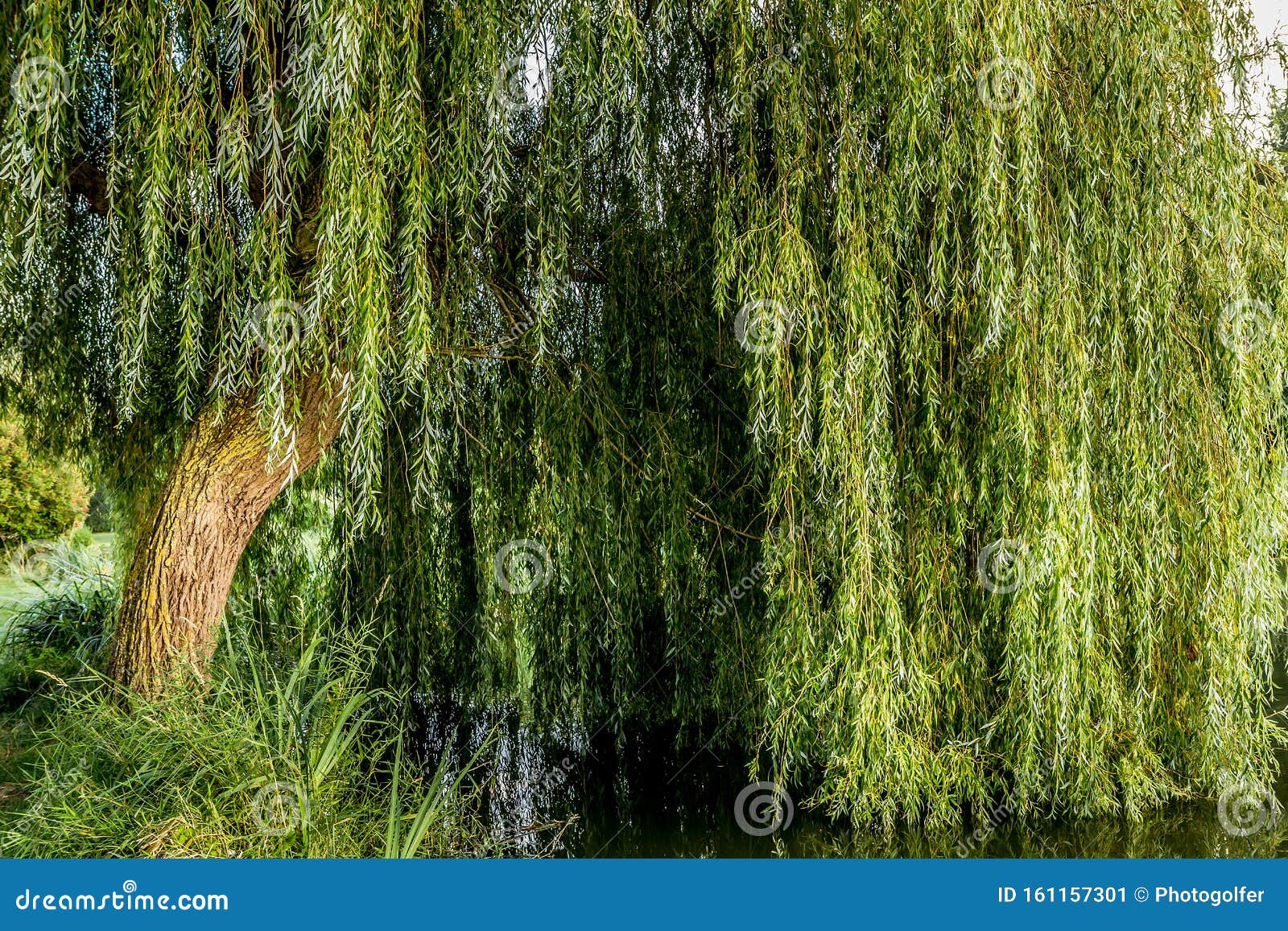 Weeping Willow on a Pond, France Stock Image - Image of santeny ...