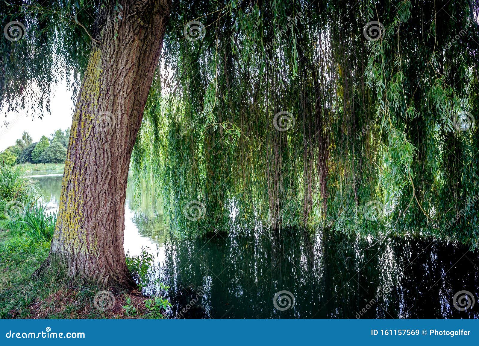 Weeping Willow on a Pond, France Stock Image - Image of green, foliage ...