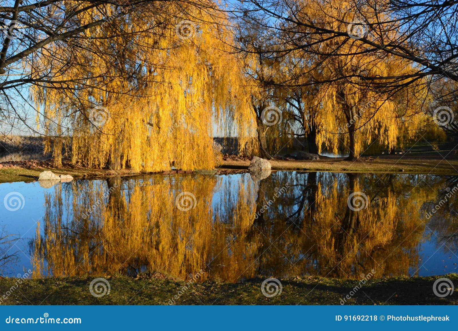 Weeping Willow Reflection stock photo. Image of nature - 91692218