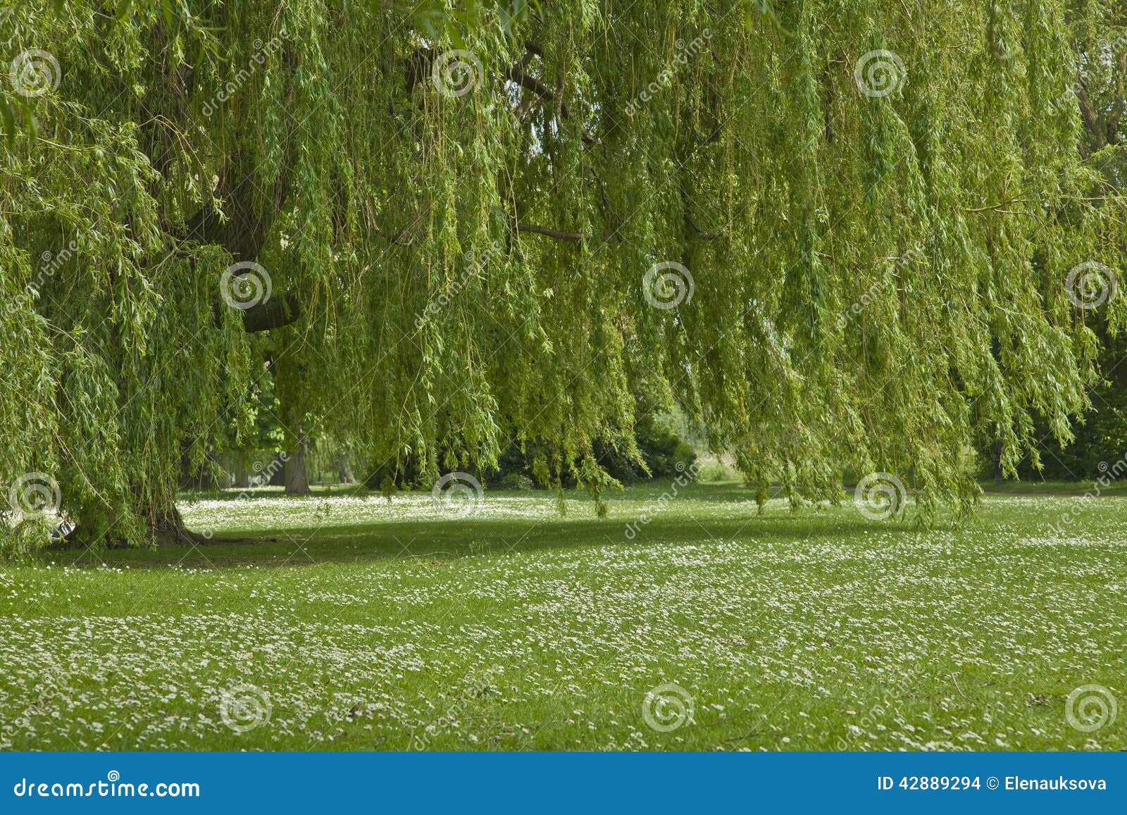 Weeping Willow on the Riverbank Spring Day Stock Photo - Image of ...