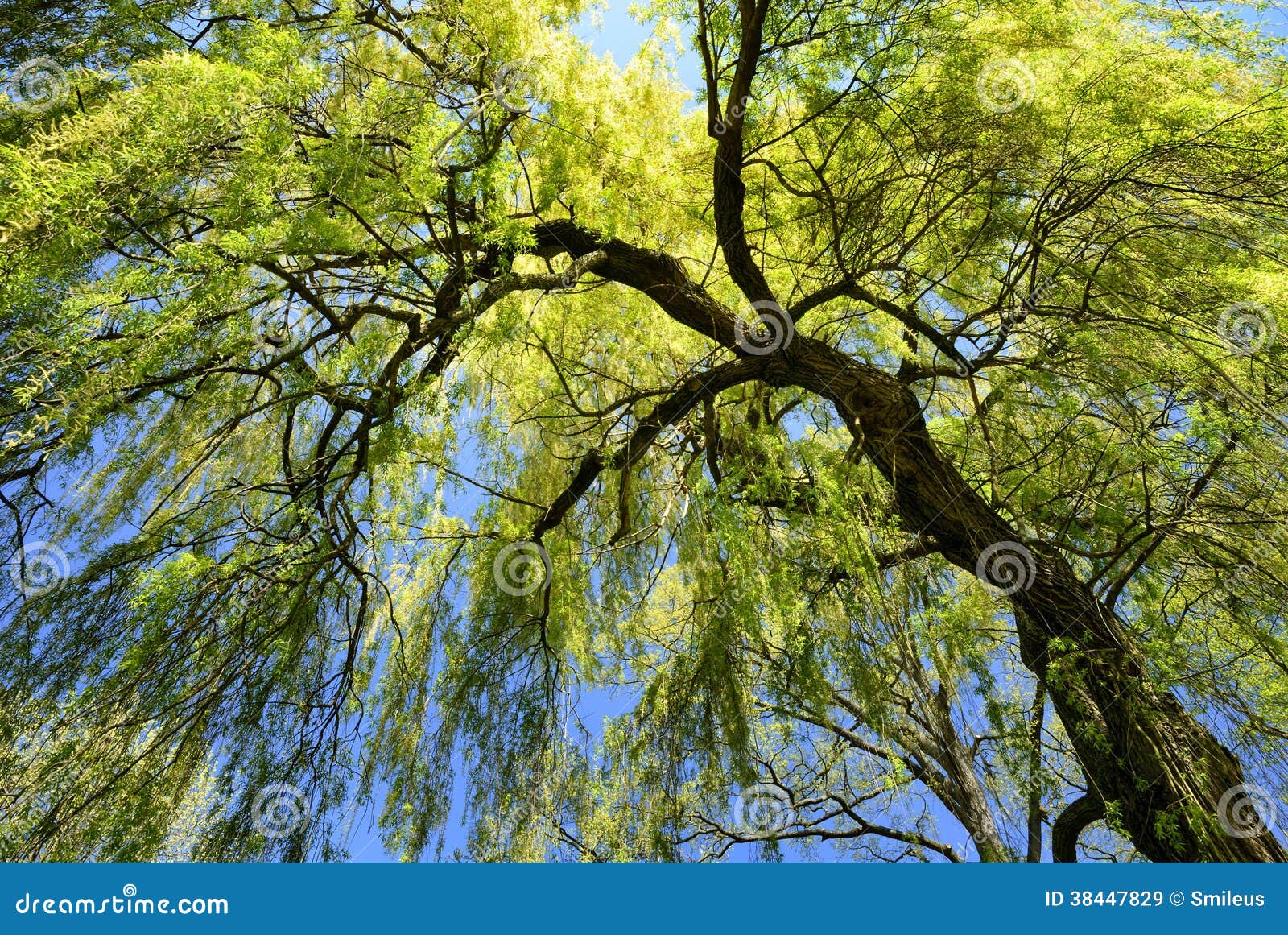 Spring Nature Willow Tree