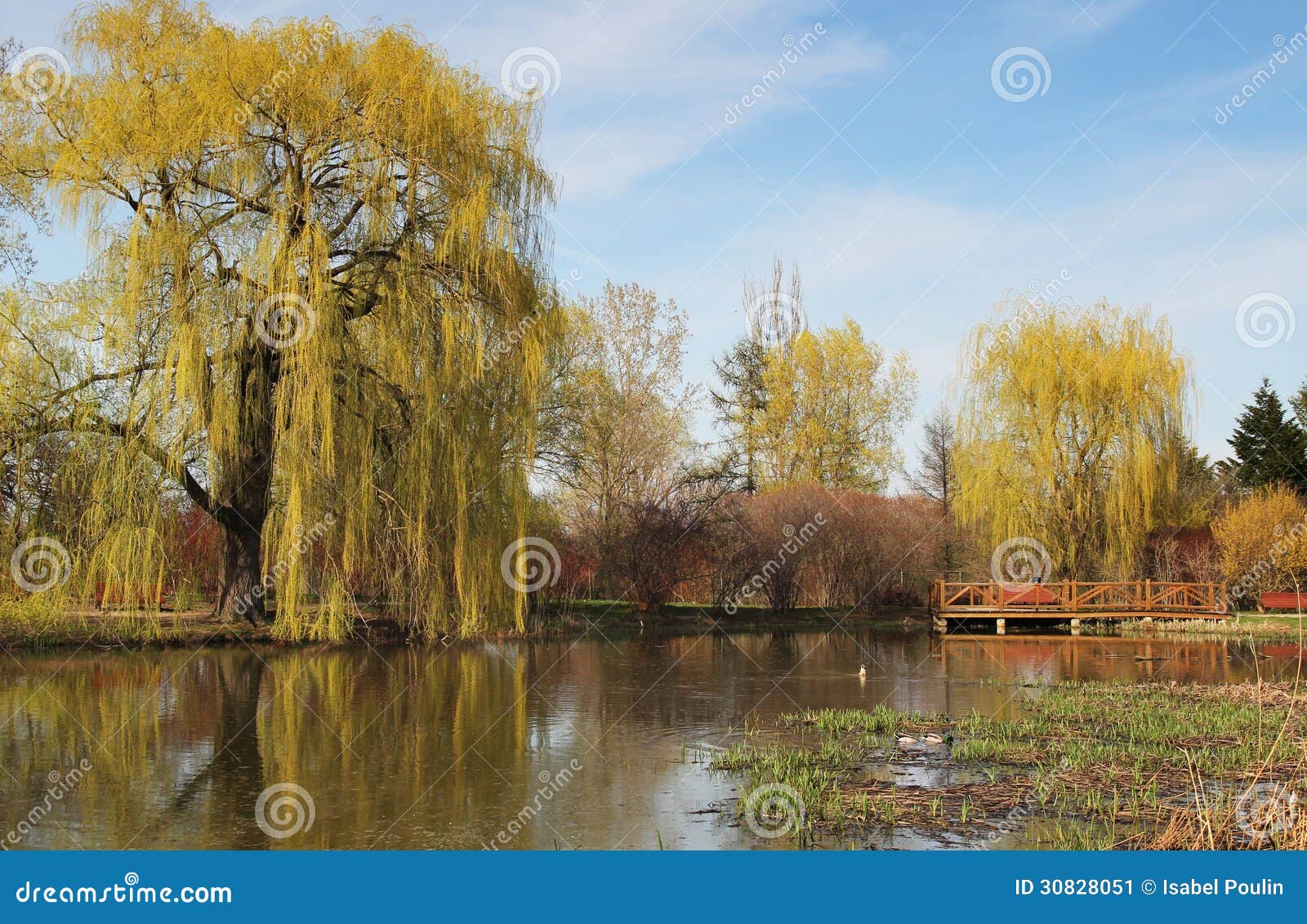 Weeping willow stock image. Image of nature, natural - 30828051